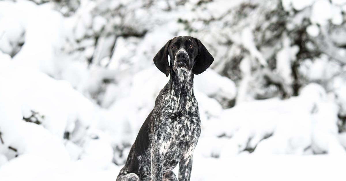 Greyster : caractère, santé, alimentation, prix et entretien
