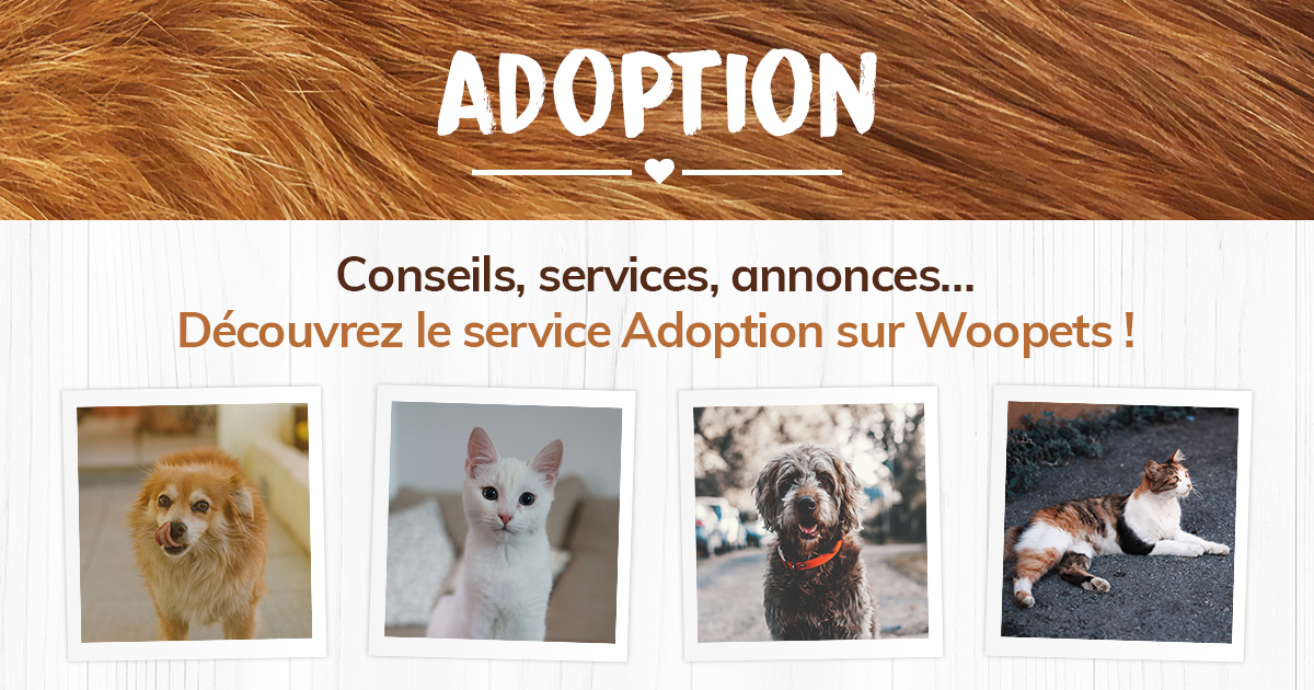 Adopter un chien et chiens à donner : découvrez nos annonces et nos ...