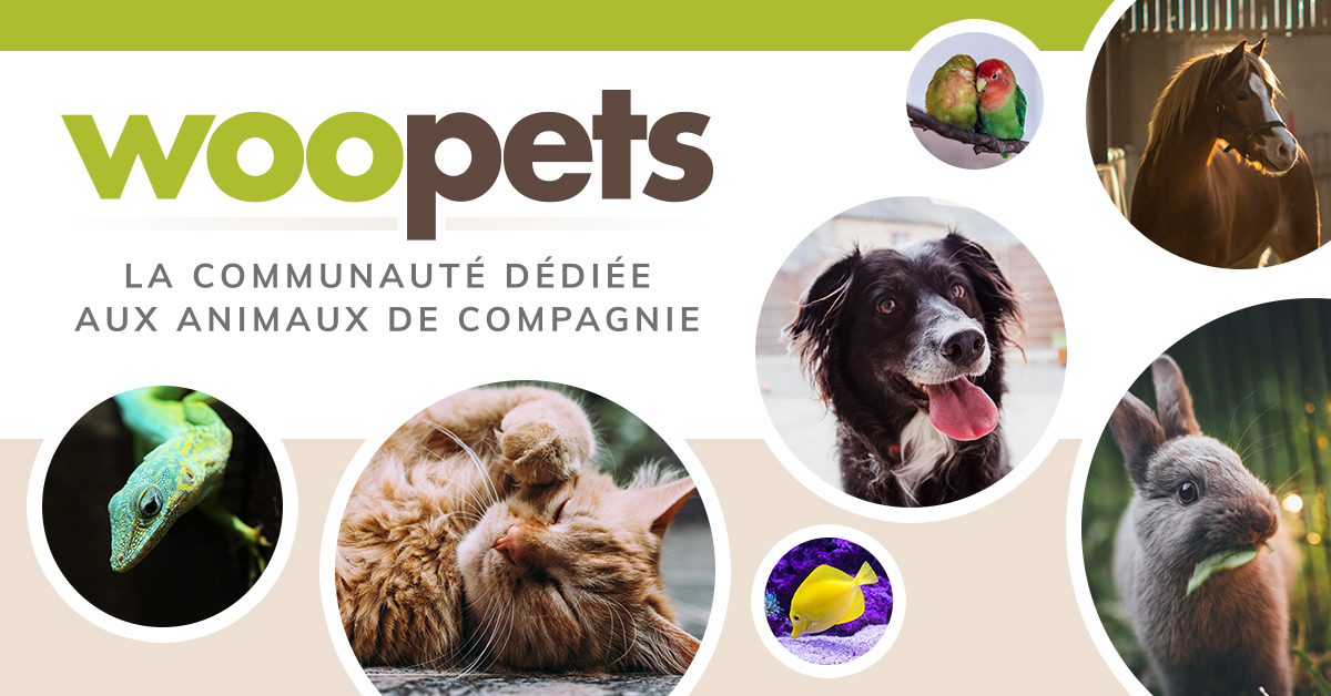 Recherche de "成都理工VPN" - Woopets